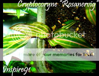 Cryptocoryne | New & Rare Freshwater Flora & Fauna