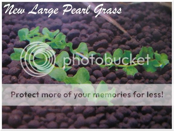 New Large Pearl Grass | AquaBiota