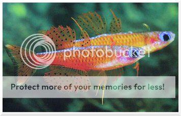 Pseudomugil sp.”Timika” | AquaBiota