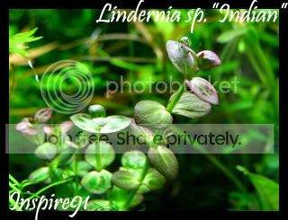 Lindernia | New & Rare Freshwater Flora & Fauna
