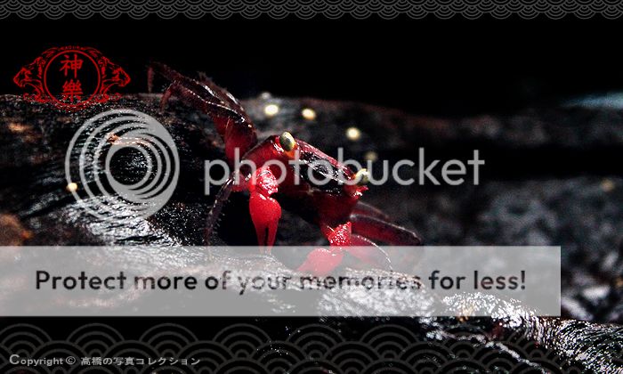 Vampire Crab Tank | MonsterFishKeepers.com