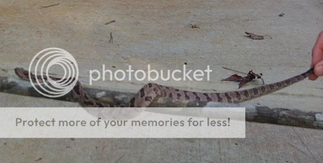 Cane Break (sp?) | GON Forum