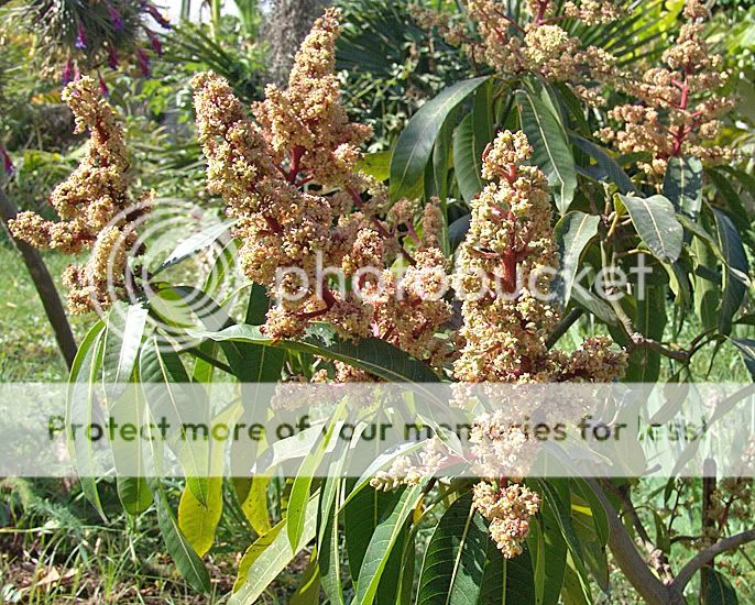 mango in fiore, frutti??? | Forum di Giardinaggio.it