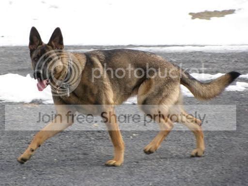 Large Breed Puppy, Puppy ot Adult Food | Page 2 | German Shepherds Forum