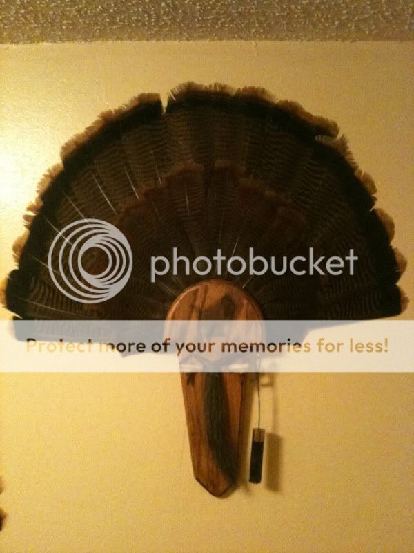 DIY turkey fan display | Arkansas Hunting