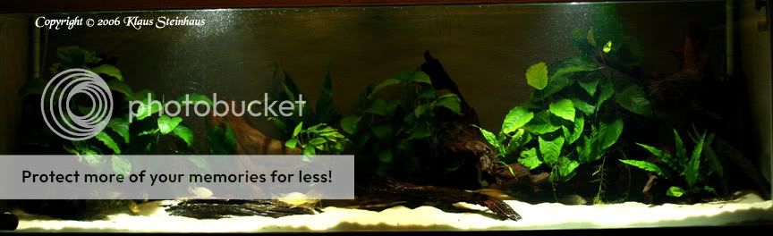 Geo tanks - The Cichlid Room Companion