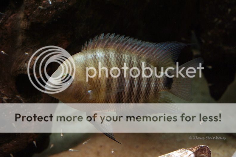 Cryptoheros - Alchetron, The Free Social Encyclopedia