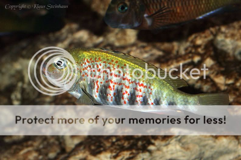 Peudosimochromis curvifrons - The Cichlid Room Companion