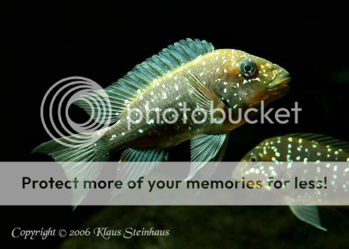 Tropheus Tank-Mates - The Cichlid Room Companion