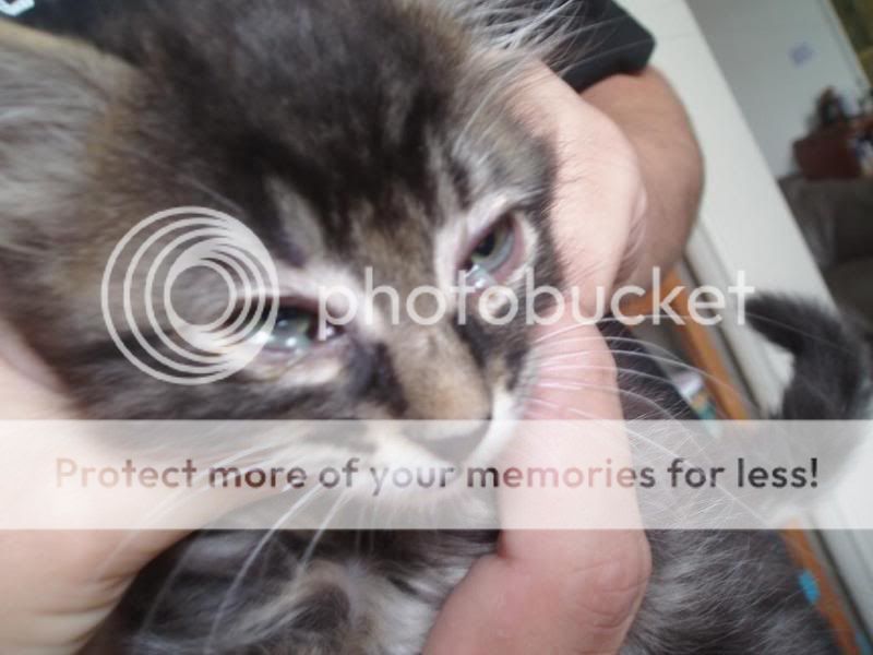 Goopy eyes in kittens | Cat Forum