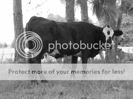 Brockle, goggled, mottled, etc PICs | CattleToday.com - Cattle, Cow ...