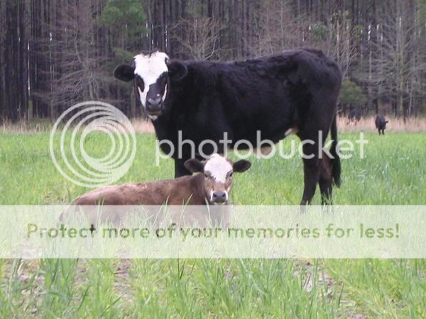 Brockle, goggled, mottled, etc PICs | CattleToday.com - Cattle, Cow ...