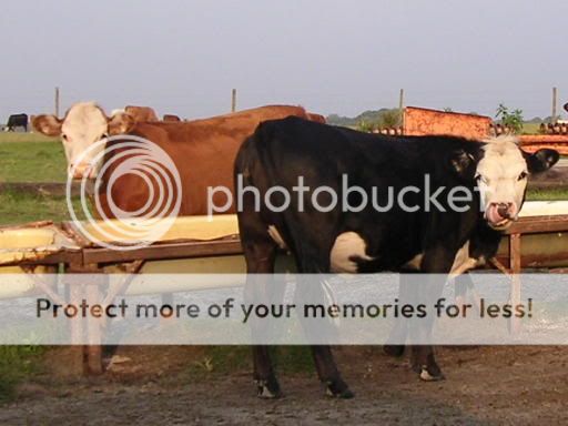 Brockle, goggled, mottled, etc PICs | CattleToday.com - Cattle, Cow ...