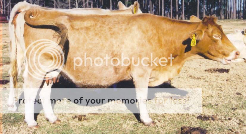 Fat heifer | CattleToday.com - Cattle, Cow & Ranching Community