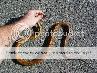 A visitor | Aussie Pythons & Snakes Forum