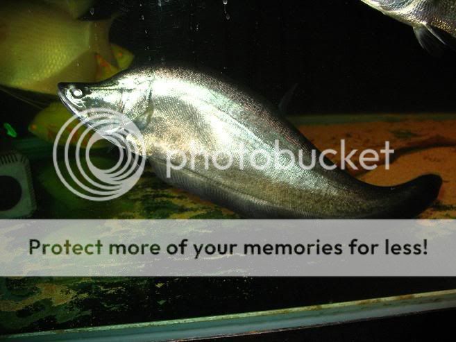 Chitala lopis | MonsterFishKeepers.com