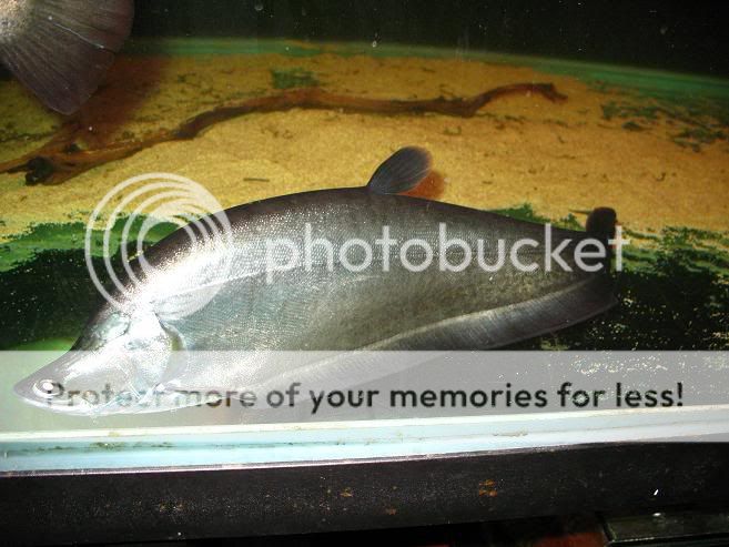 Chitala lopis | MonsterFishKeepers.com