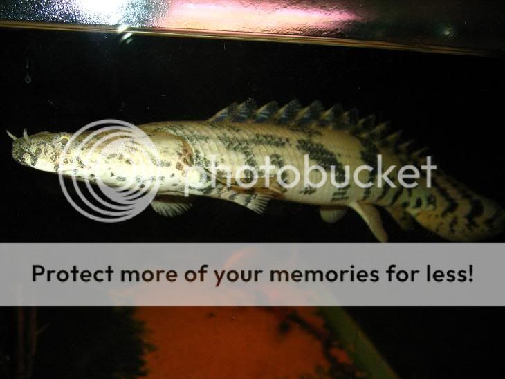 Some of my fish | Page 3 | Aussie Pythons & Snakes Forum