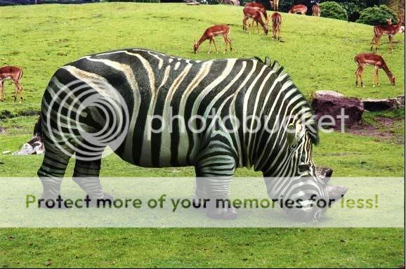 Zoo accused of painting donkeys to look like zebras