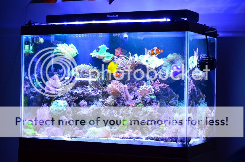 The Simple Reef - Reef Central Online Community