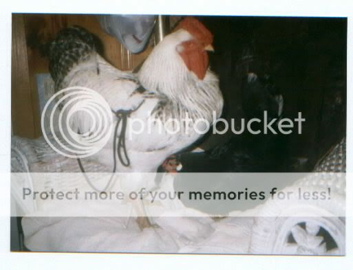 Chicken Harness = Unhappy Chickens | BackYard Chickens - Learn How to ...