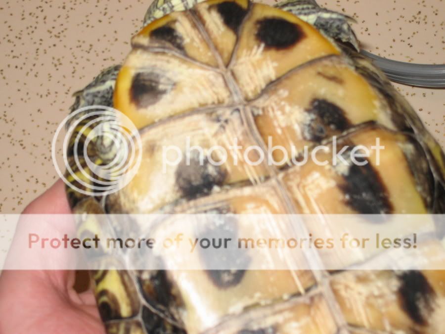 shell problems - EMERGENCY CARE - Turtle Forum