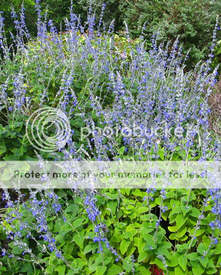 Can anyone ID this tall blue salvia?