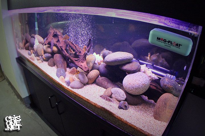 55 Comp/Calvus tank | Cichlid Fish Forum