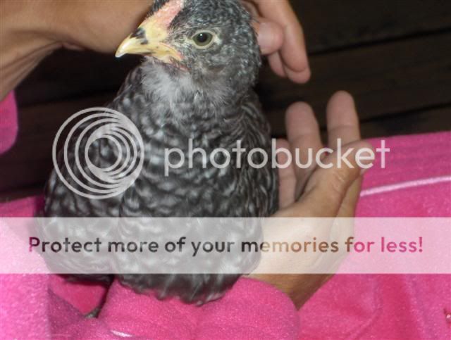 4 week old Dominique | BackYard Chickens - Learn How to Raise Chickens