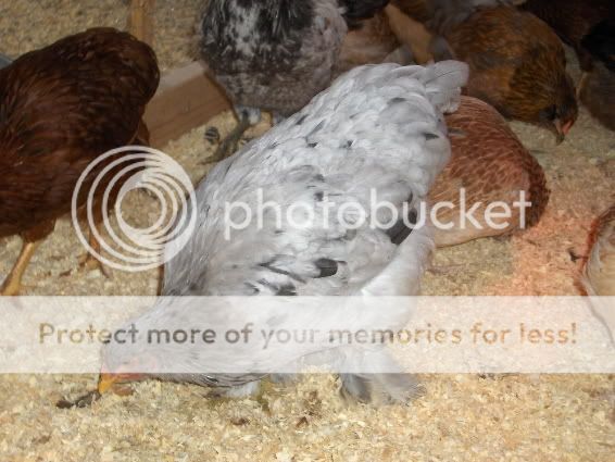 splash chicken contest | BackYard Chickens - Learn How to Raise Chickens