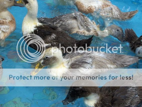 Ancona Duck colors | BackYard Chickens - Learn How to Raise Chickens