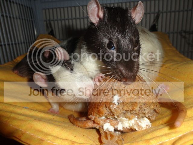 Are these cataracts? *pic* - Hamster Central