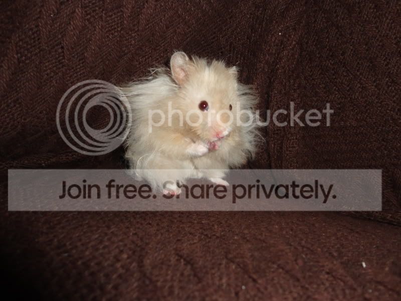 Are these cataracts? *pic* - Hamster Central