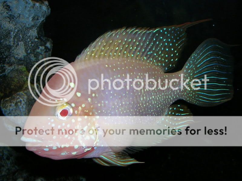 Albino, Leucistic, Xanthic, Melanistic, etc. Fish | Page 13 ...