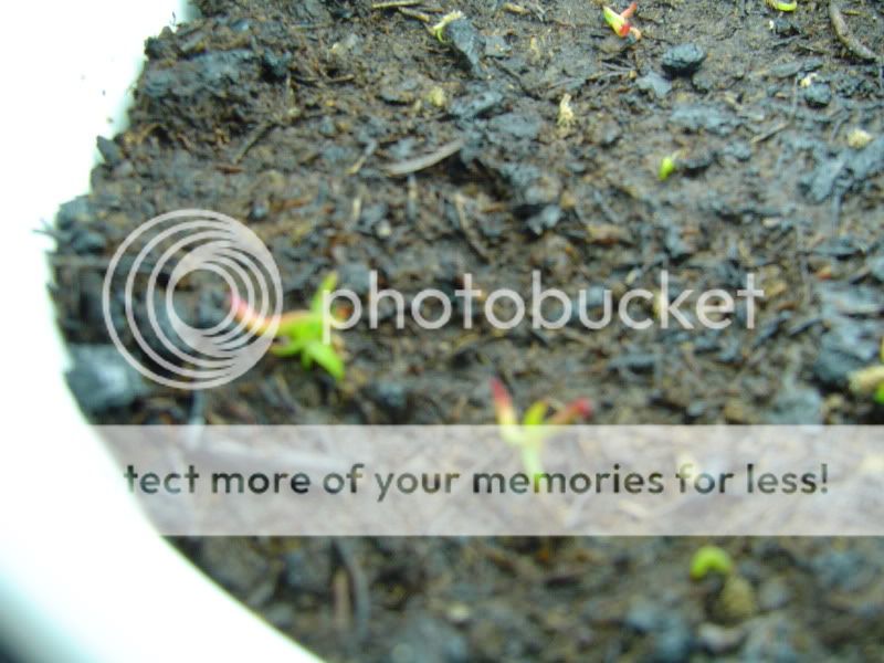 Darlingtonia germination pics - FlyTrapCare Forums
