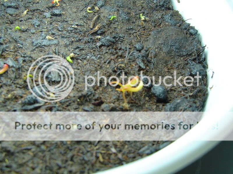 Darlingtonia germination pics - FlyTrapCare Forums