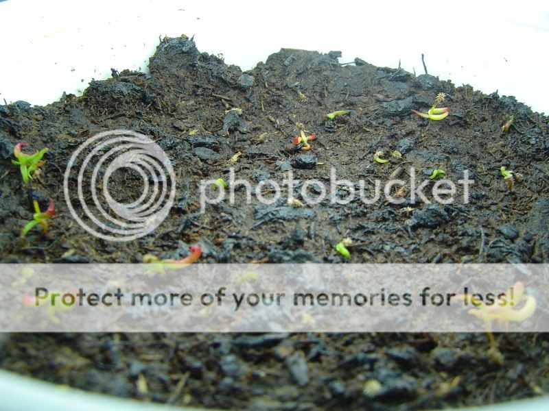 Darlingtonia germination pics - FlyTrapCare Forums