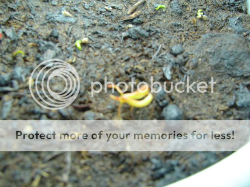 Darlingtonia germination pics - FlyTrapCare Forums