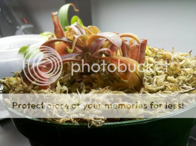 What do you think about my first nep ? - FlyTrapCare Forums