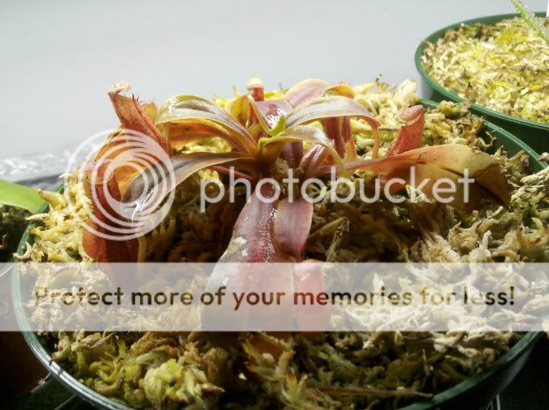 What do you think about my first nep ? - FlyTrapCare Forums