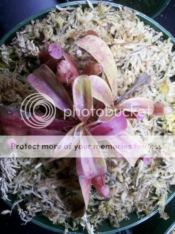 What do you think about my first nep ? - FlyTrapCare Forums