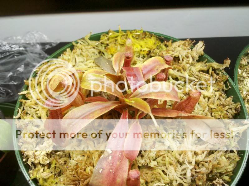 What do you think about my first nep ? - FlyTrapCare Forums