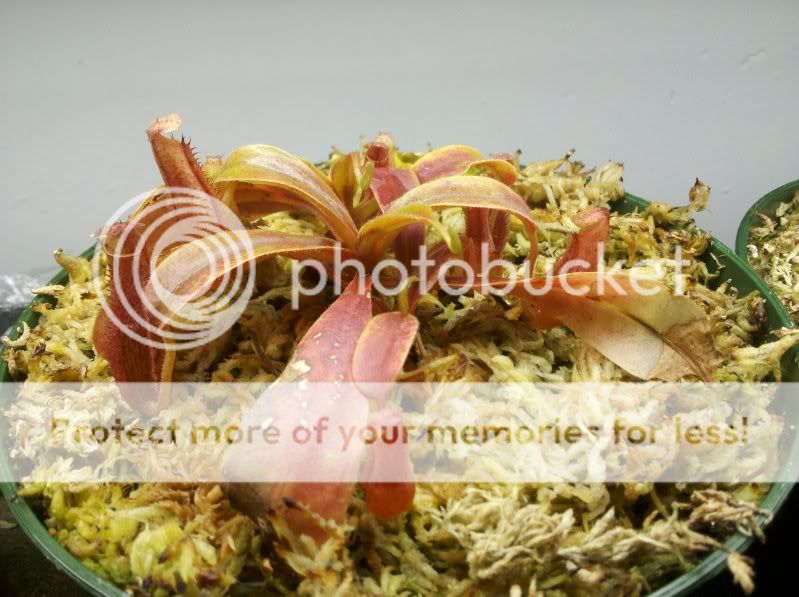 What do you think about my first nep ? - FlyTrapCare Forums