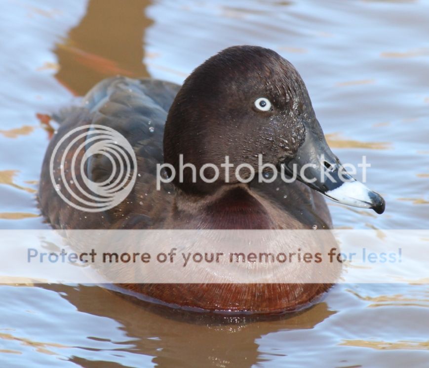 Hardhead (White-eyed Duck) | BIRDS in BACKYARDS