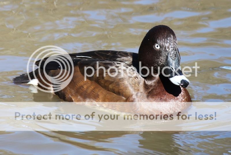 Hardhead (White-eyed Duck) | BIRDS in BACKYARDS