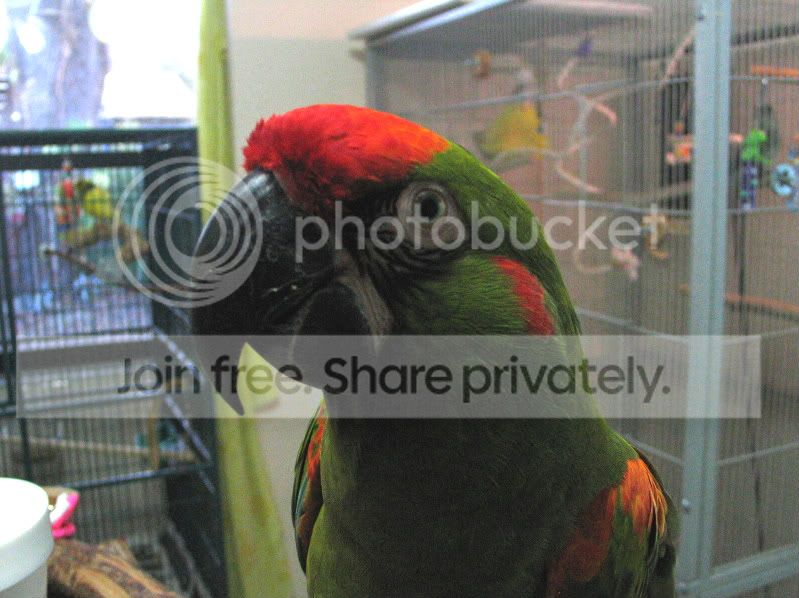 The Different Types of Macaw beaks | Page 2 | Avian Avenue Parrot Forum