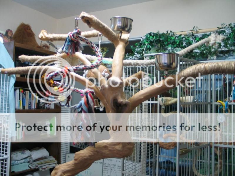 Pictures - Play stand for a B&G | Avian Avenue Parrot Forum