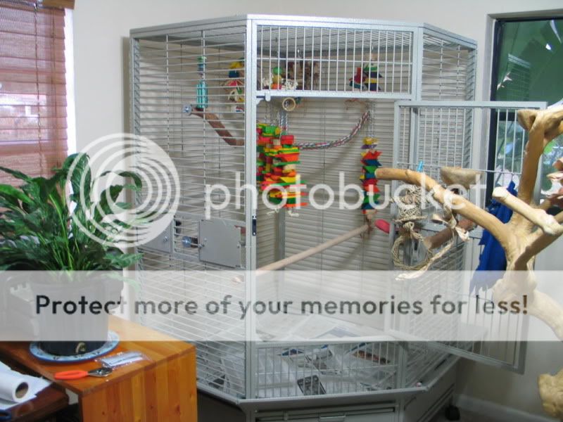 Macaw owners Please help!!!!!!!! | Avian Avenue Parrot Forum