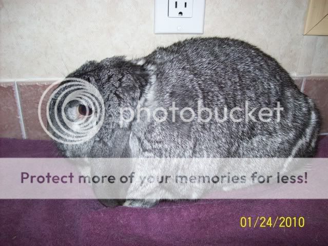 What does a molting rabbit look like? | Rabbits Online Pet Rabbit ...