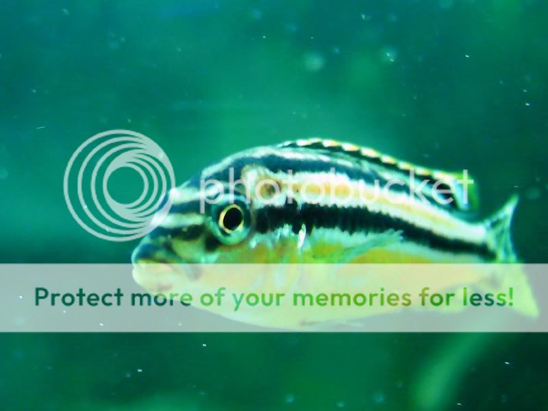 fry tank setup 101? | Cichlid Fish Forum